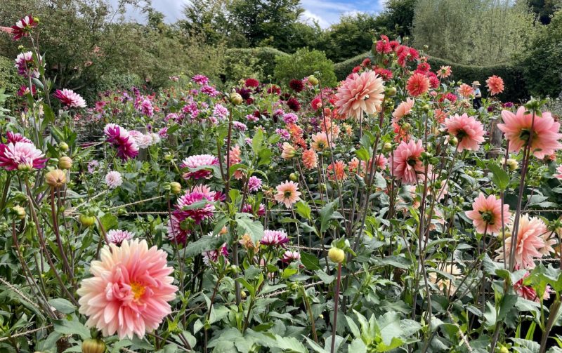 Dazzling Dahlias at Sarah Raven’s Perch Hill Garden - Changing Pages